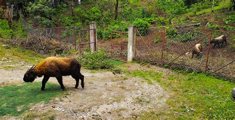 Exploring Bhutans Wildlife 8 Spectacular Sanctuaries Bhutan Luxury Tour
