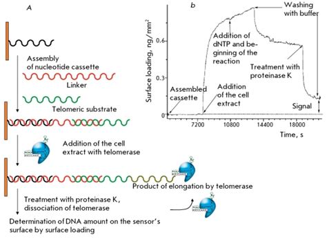 Assays For Detection Of Telomerase Activity Pmc