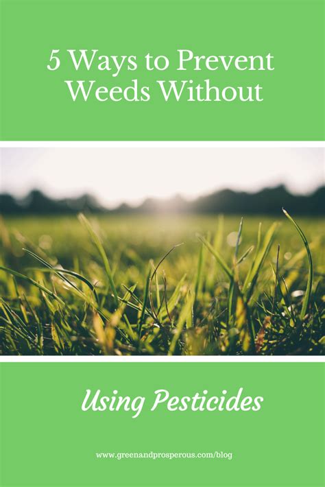 Ways To Prevent Weeds Without Using Pesticides Green And Prosperous
