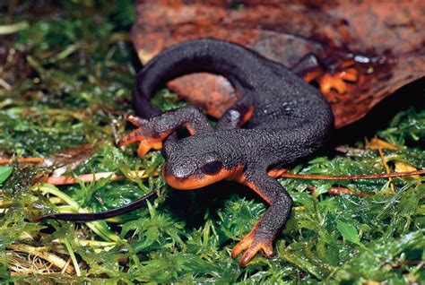 Newt Amphibian