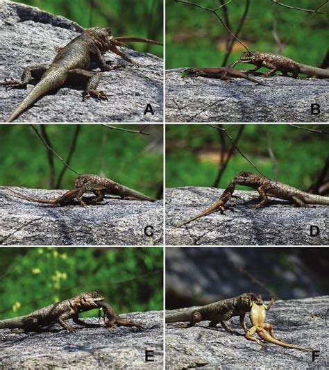 Saurophagic Behavior Of Tropidurus Hispidus On Tropidurus Jaguaribanus