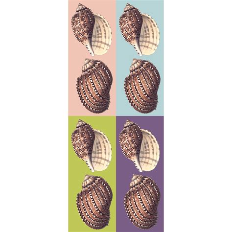 True Harp Shell Tofujoe