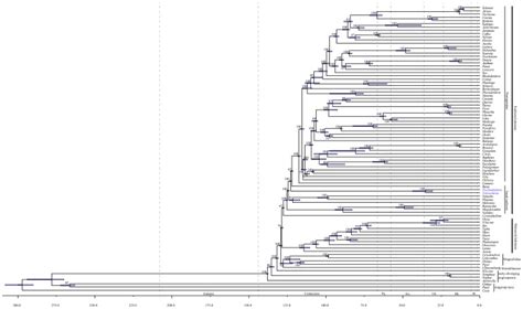 Numbers Associated With Branches Are Ml Bootstrap Support Values Error