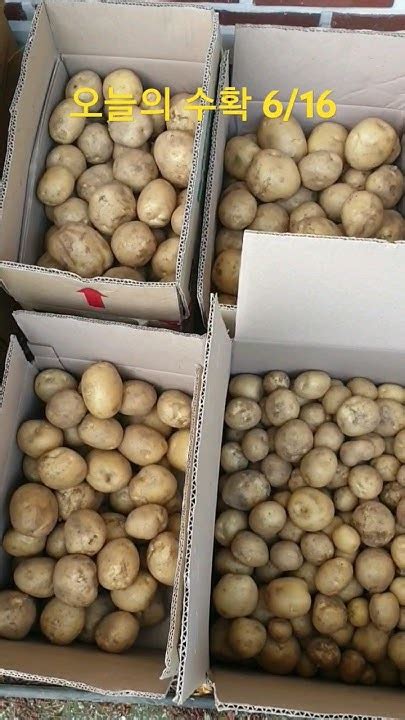 살구 호박 오이 고추 양파 피망 깻잎 그리고 감자 5박스~ 감사히 잘~ 먹겠습니다 초보농부의 ♡주말농장 브이로그♡ Youtube