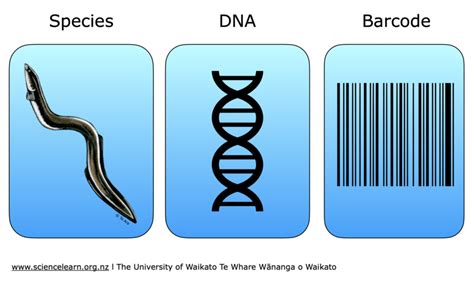 Environmental Dna — Science Learning Hub