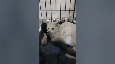 муся находится в тепле га передержке будем искать новый дом 👨‍👩‍👧‍👧🏡 кошкавдар кошка Youtube