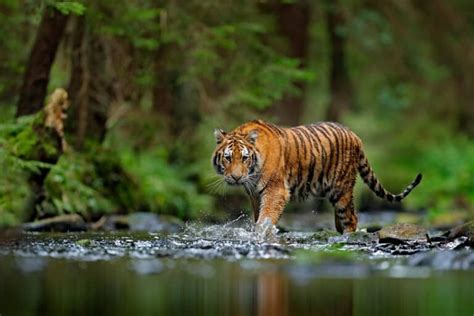 The Largest And Strongest Tiger Species Of All Time Was A True Monster