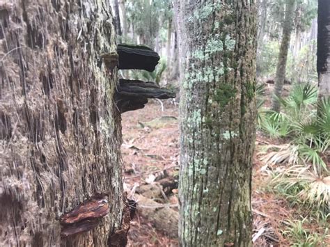 Palm Reishi Ganoderma Zonatum R Mycology