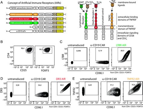 The Concept Of Artificial Immune Receptor Air And Their Expression In Download Scientific