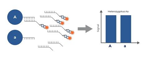 Luminex Xmap® For Immunoassays And Nucleic Acid Assays Diasorin