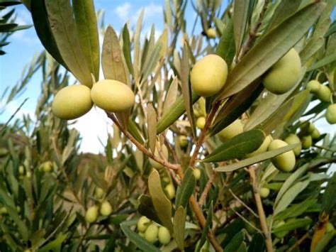 12 common olive tree problems how to fix them solutions and treatment