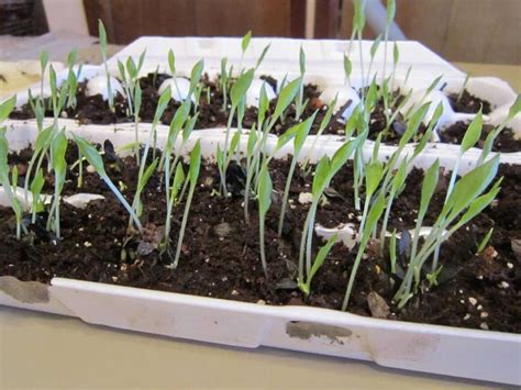 Hosta Seeds Harvesting Buying And Top 10 Growing Tips