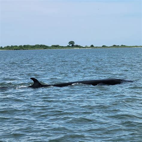 Whale That Died At Jersey Shore Buried On Beach After Necropsy Performed