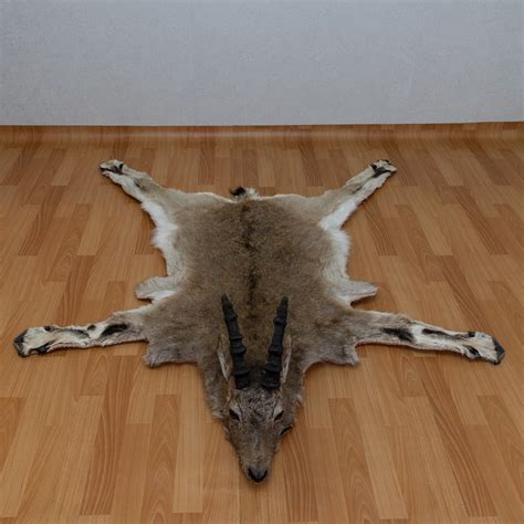 Siberian Ibex Taxidermy Rug Mount With Head Wild Mountain Goat