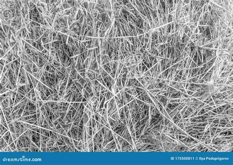 Grey Straw Background Texture Gray Thatch Heap Dried Grass Texture