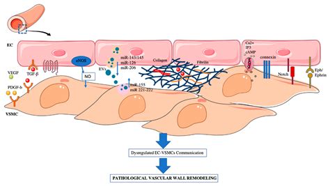 Smooth Muscle Cell Model
