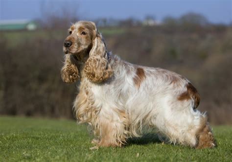 Cocker Spaniel Dog Breed Characteristic Daily And Care Facts