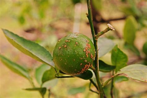 Lime Fruit Problems At Jenenge Blog