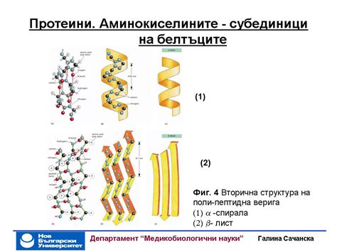 5 3 Химичен състав на клетката Белтъци и нуклеинови киселини