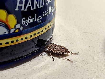 Brown Marmorated Stink Bug Wikipedia