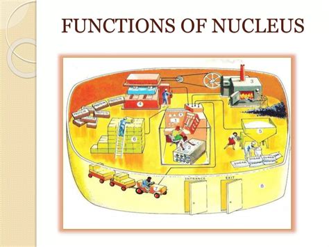 Functions Of Nucleus Pptx