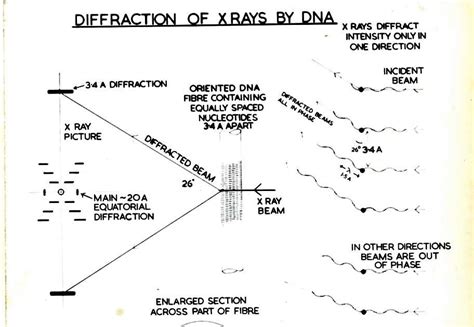DNA And Social Responsibility Short And Simple Ish Guide To X Ray Diffraction