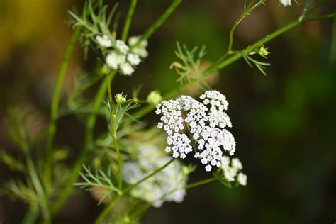 Growing Cumin Plant Cumin Naturalherbssite