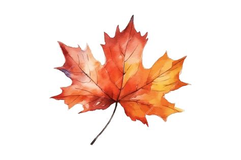 Premium Vector R Hand Drawn Maple Leaf Flat Vector Illustration