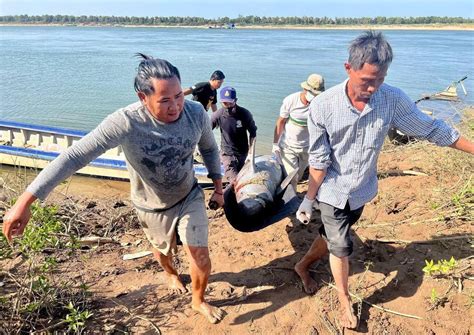 រយៈពេល៣ឆ្នាំចុងក្រោយនេះសត្វផ្សោតសរុប ២៩ ក្បាលបានងាប់ហើយក្នុងឆ្នាំ២០២២