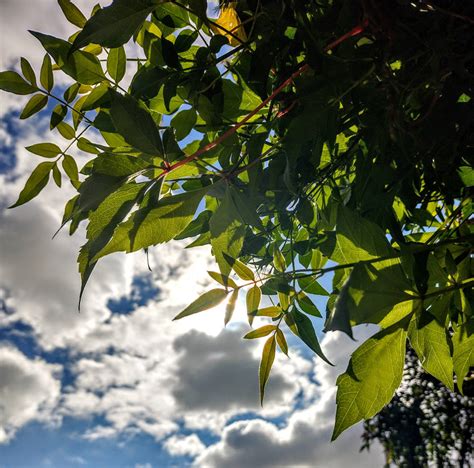 Leaf Canopy By Botanicalgirl On Deviantart