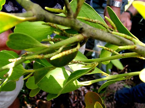 Exocarpos Latifolius Santalaceae