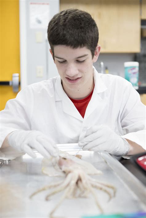 Dissecting Squid The Feather