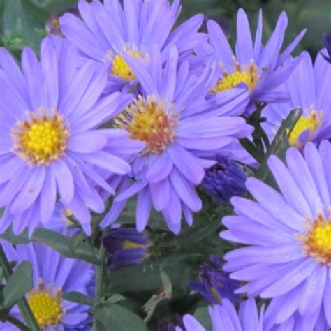 Aster Root Natures Way Herbal Remedies