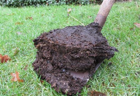 Zelfgemaakte Compost Uitstrooien Op Je Gazon Groene Passies