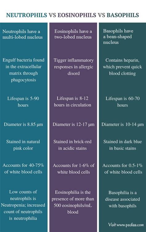 Difference Between Neutrophils Eosinophils And Basophils Structure Function Comparison