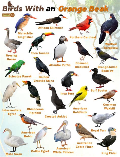 Small Black Bird With Red Bill