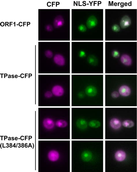 Protein Localization Fluorescence Microscopy Of Yeast Expressing