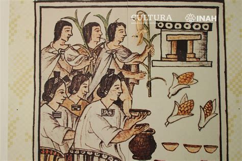Exponen Proceso De Domesticación Y Culto Del Maíz En Puebla Revista