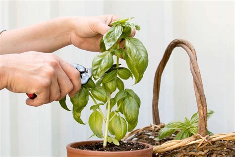 How To Harvest Basil And Pick The Best Leaves