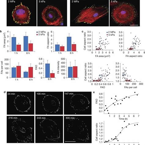Characterization Of Focal Adhesions In Cells On Stiff And Compliant