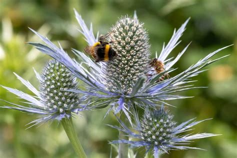 Sea Holly Planting Care And Overwintering Plantura