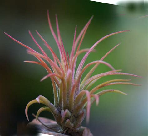 Tillandsia Ionantha Selecta