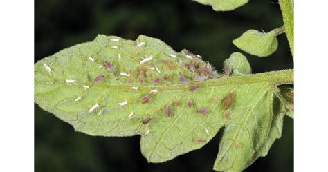 Листни въшки по доматите Български Фермер