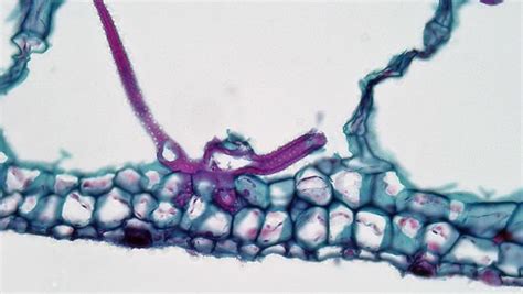 Scleroid In Lower Epidermis Of Hydrophyte Leaf Cross Secti Flickr