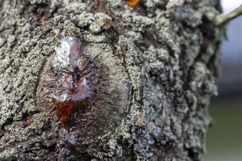 Resin Flowing From The Tree Trunk Bleeding Tree Stock Image Image Of
