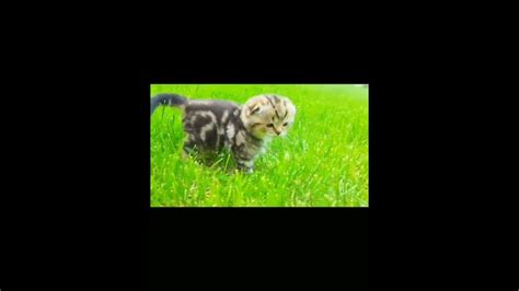 вислоухая шотландская девочка Youtube