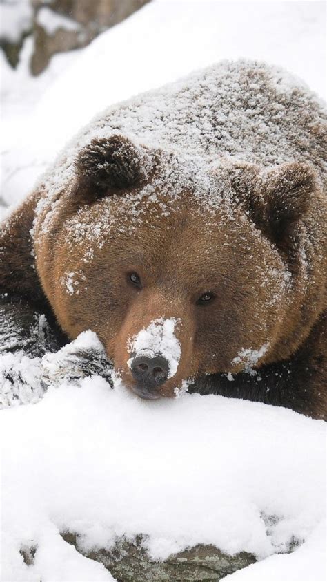 Brown Bear In Snow Wallpaper 720x1280