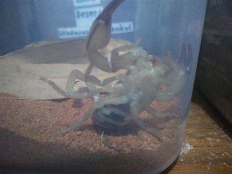 Is It Possible To Sex My Flinders Ranges Rscorpions