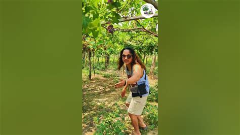 စပျစ်ခြံ အတော်လှတယ် သင်္ဘောသီး နဲ့ ခရမ်းချဥ်ခင်းရော လိုက်ပြပေးမယ် အပိုင