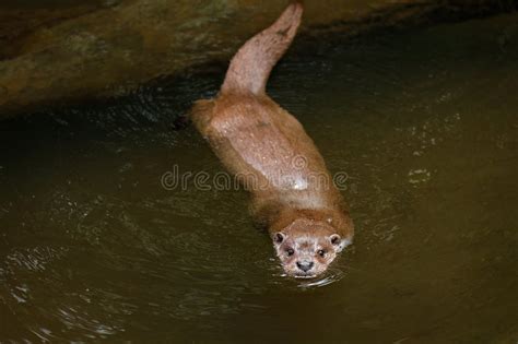 Portrait Of River Otter European River Otter Lutra Lutra Swimming And Hunting In Clear Water